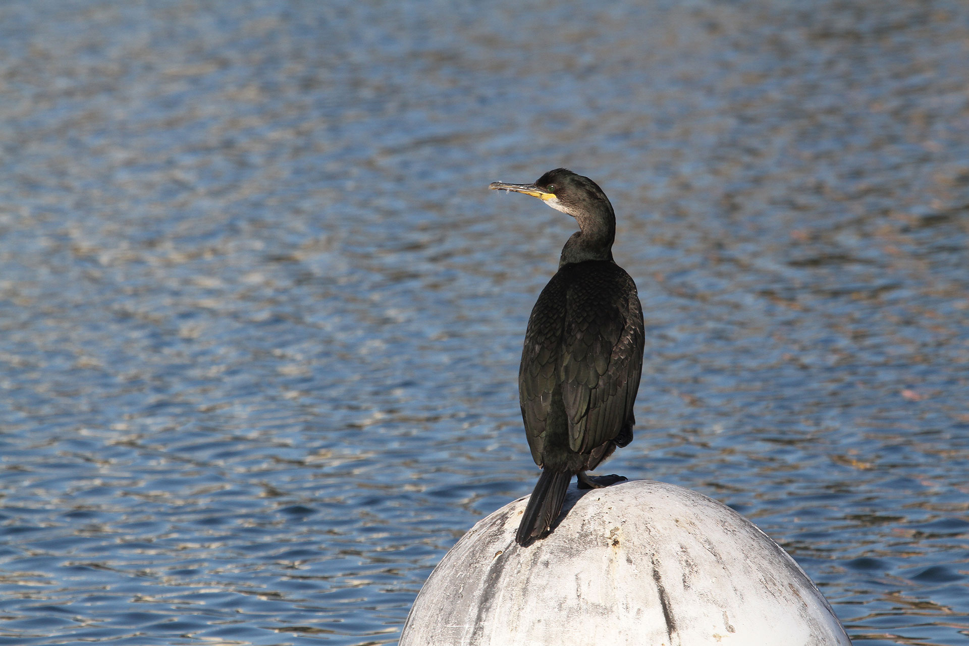 Cormoran huppé - Les espèces - C-monspot - soyons sport, soyons nature Cormoran huppé - Les espèces - C-monspot - soyons sport, soyons nature