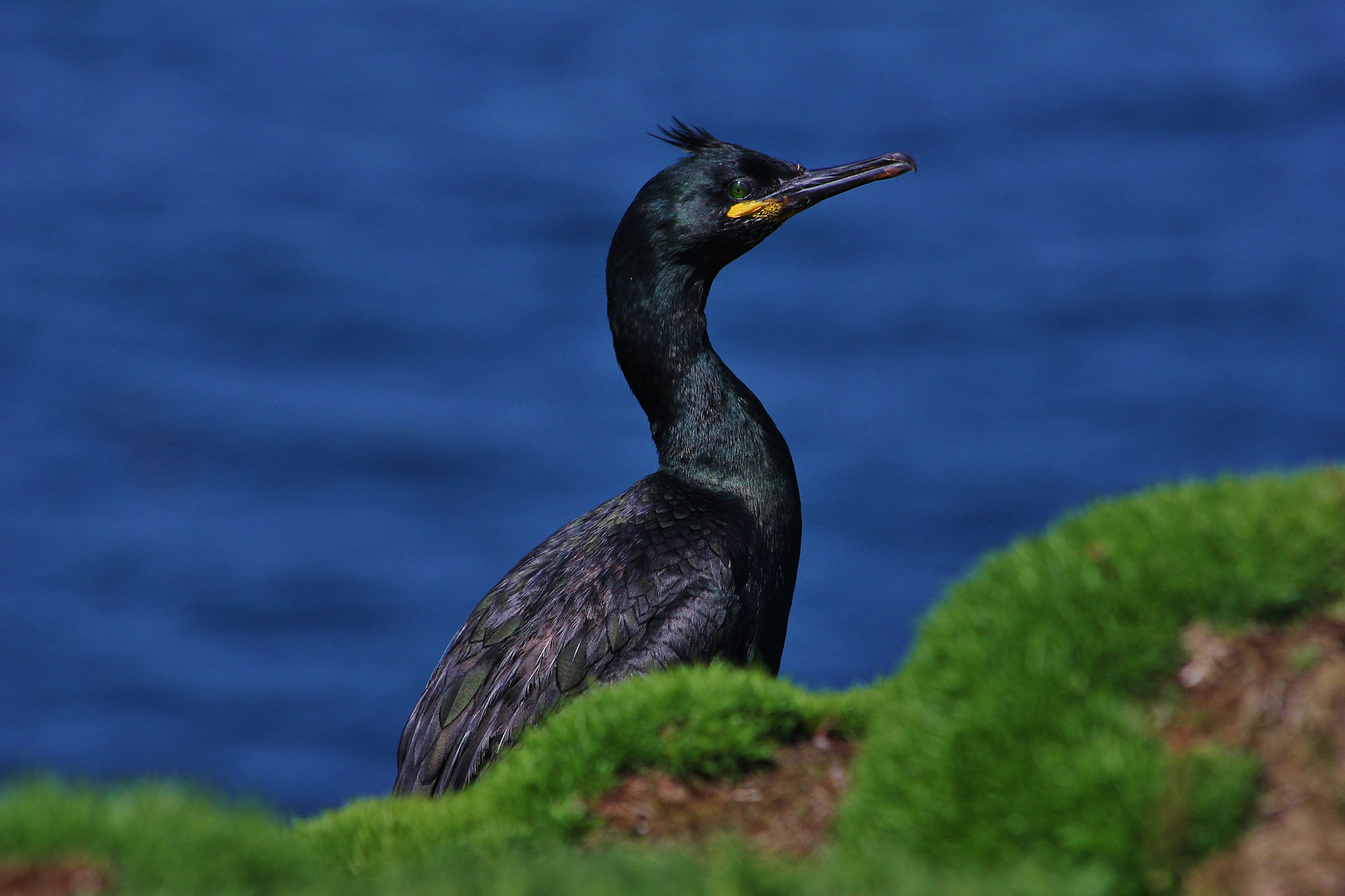 Cormoran huppé - Les espèces - C-monspot - soyons sport, soyons nature