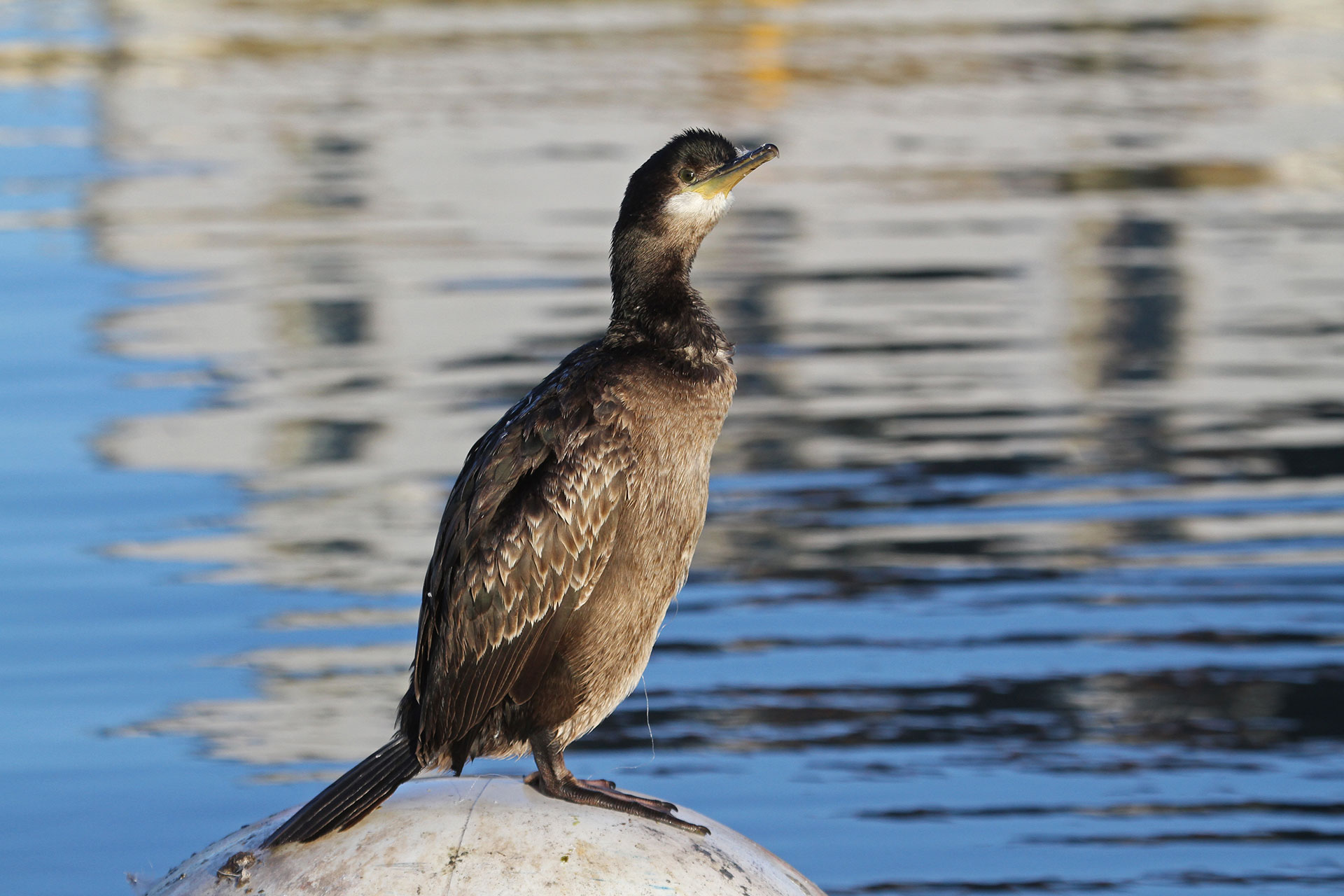 Cormoran huppé - Les espèces - C-monspot - soyons sport, soyons nature