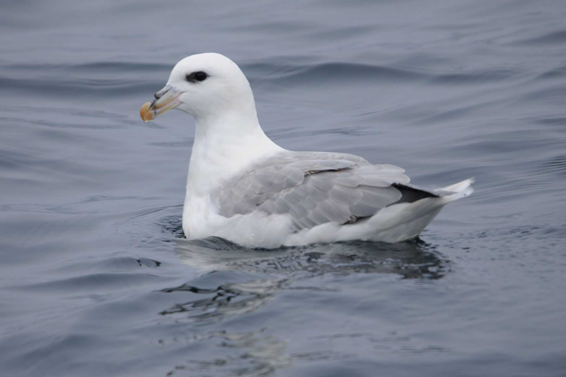Fulmar boréal - Les espèces - C-monspot - soyons sport, soyons nature