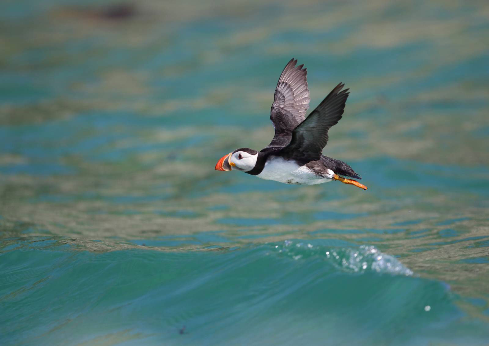 Macareux moine - Les espèces - C-monspot - soyons sport, soyons nature