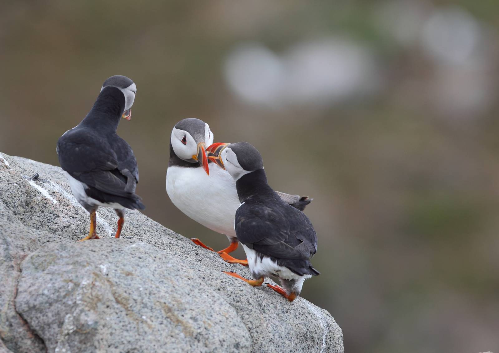Macareux moine - Les espèces - C-monspot - soyons sport, soyons nature