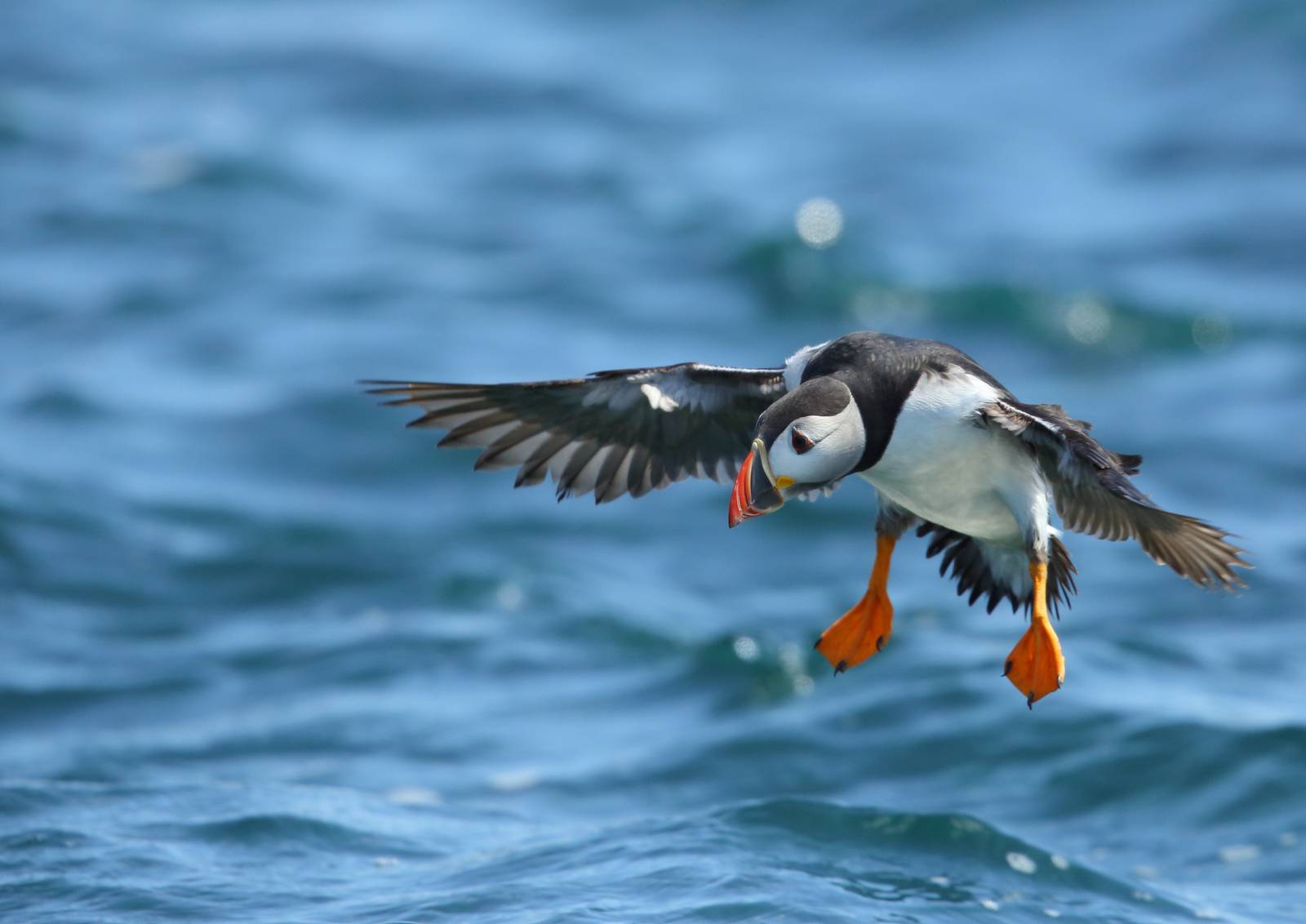 Macareux moine - Les espèces - C-monspot - soyons sport, soyons nature