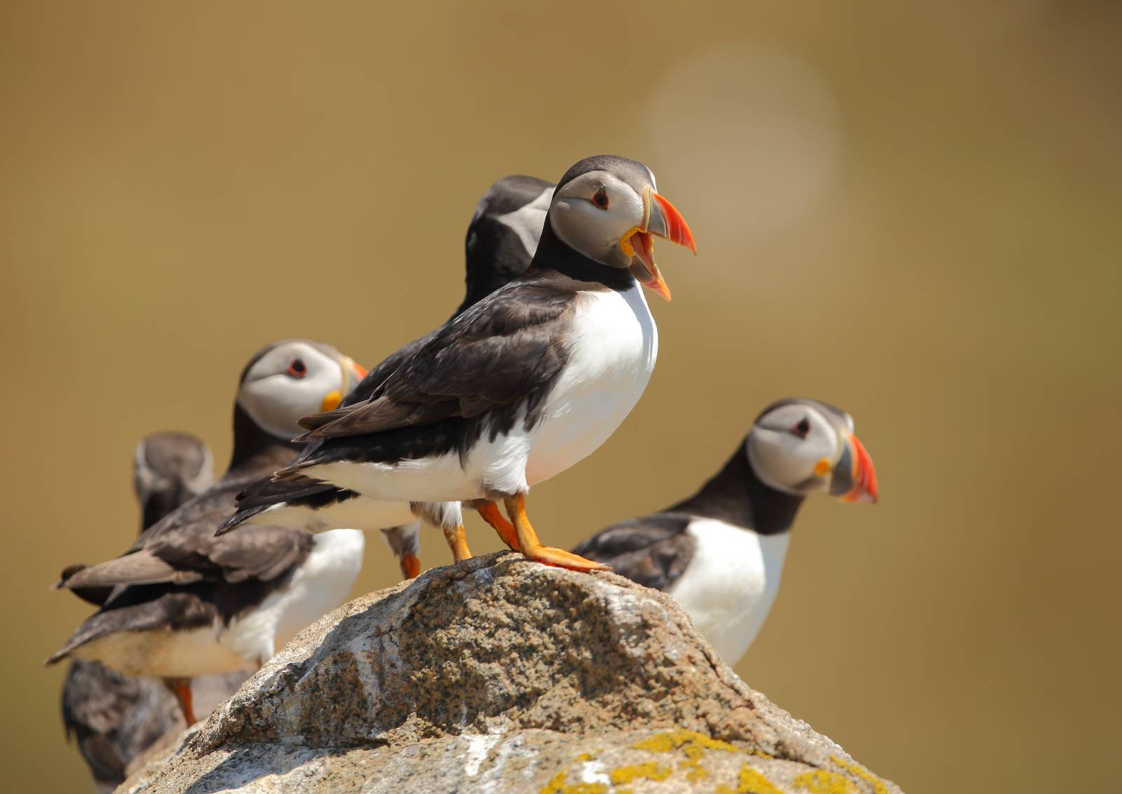 Macareux moine - Les espèces - C-monspot - soyons sport, soyons nature