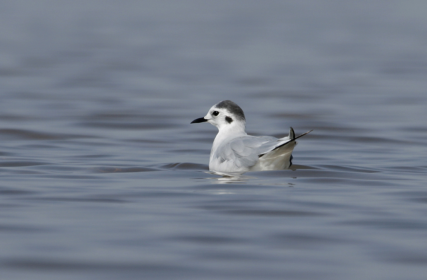 Mouette pygmée - Les espèces - C-monspot - soyons sport, soyons nature Mouette pygmée - Les espèces - C-monspot - soyons sport, soyons nature
